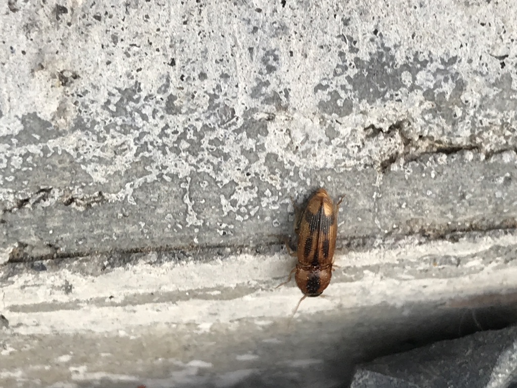 Sweet Click Beetle from W 1000 S, Rexburg, ID, US on June 29, 2018 at ...