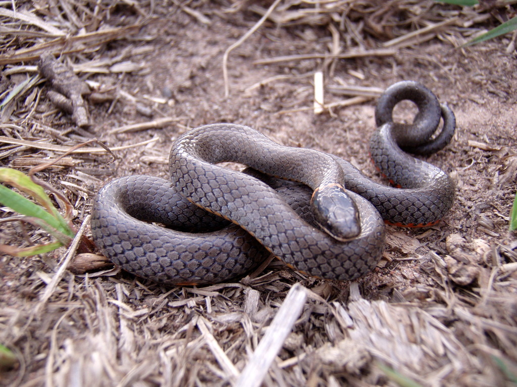 Mississippi Ringneck Snake from Katy Prairie Conservancy, Texas on ...