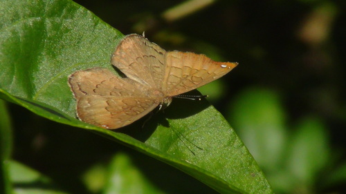 Subspecies Napaea umbra umbra · iNaturalist