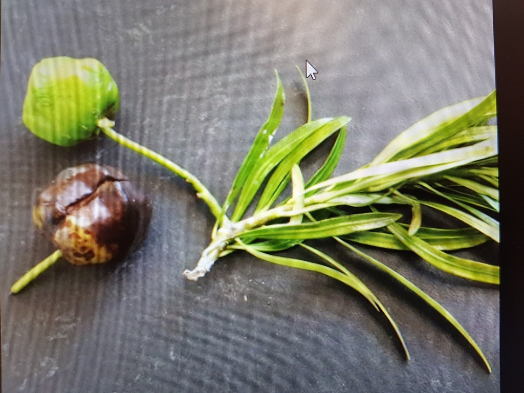 Be-still tree from Marrickville on June 1, 2020 by Tim Entwisle ...