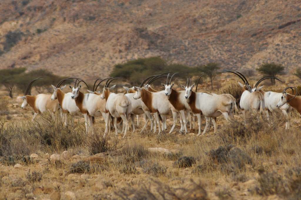 Scimitar Oryx Pronunciation