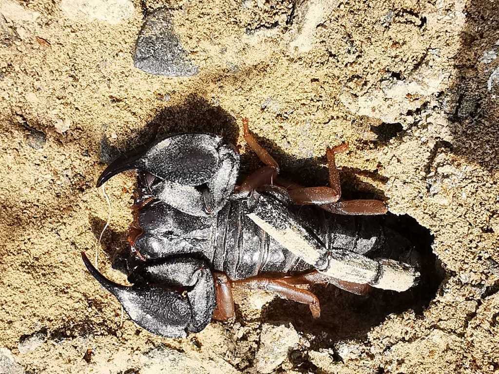 Nebo omanensis from Ras al Khaimah - United Arab Emirates on June 3 ...