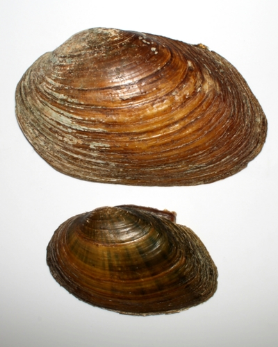 Mucket (Canaiad's Freshwater Mussels of Canada) · iNaturalist.org