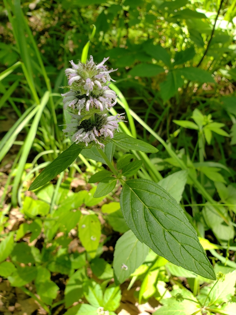 Hairy Wood Mint in June 2020 by Sarah J MacDonald · iNaturalist