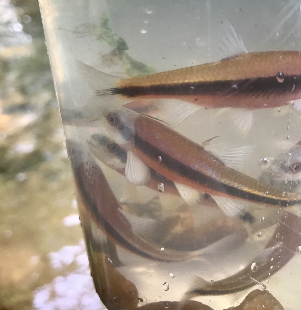 Greenhead Shiner from Brooks Rd, Bostic, NC, US on June 03, 2020 at 03: ...