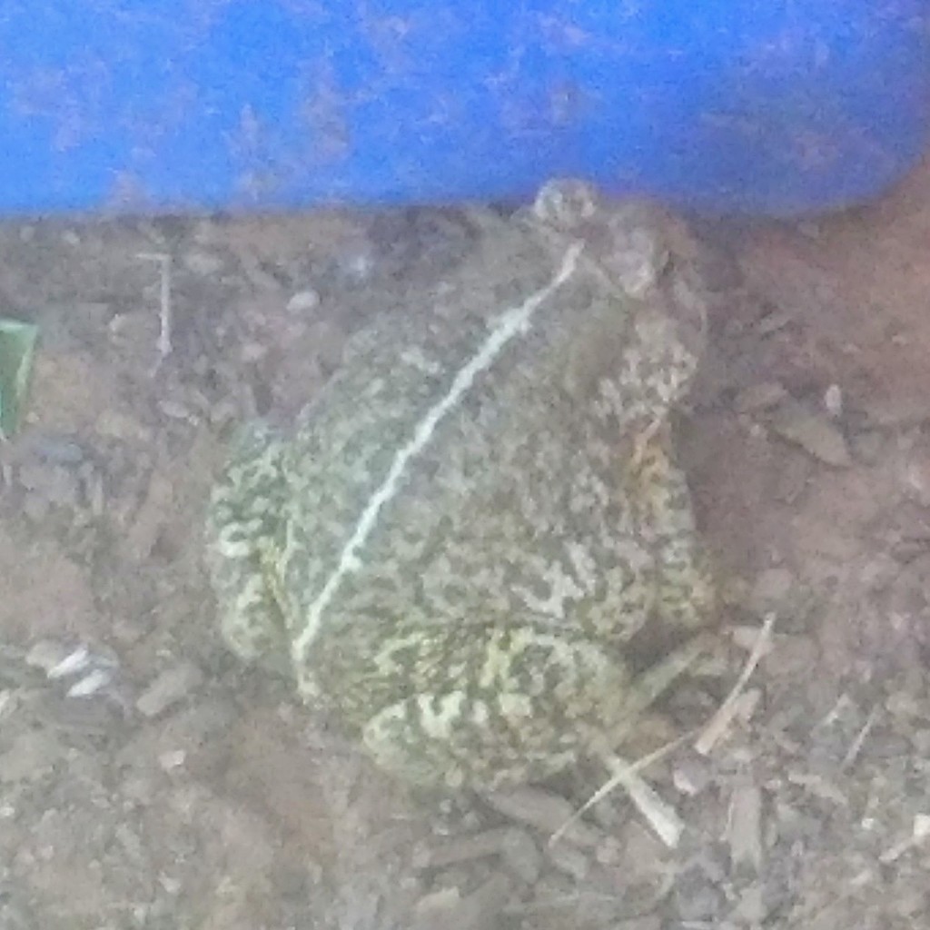 Woodhouse's Toad from Moab on June 3, 2020 at 10:30 AM by Gustav ...