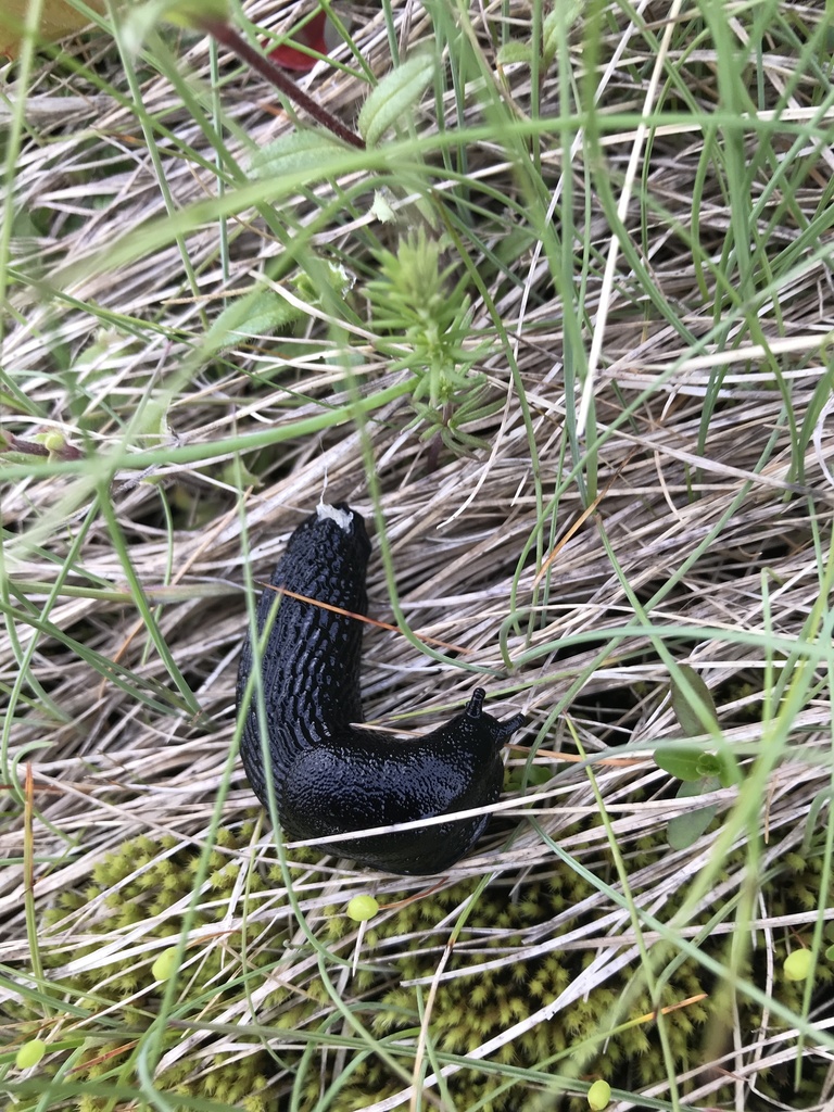 Black Slug in June 2020 by naturjc. Small one · iNaturalist