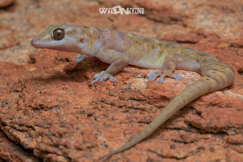 Large Pilbara Rock Dtella (Gehyra macra) · iNaturalist