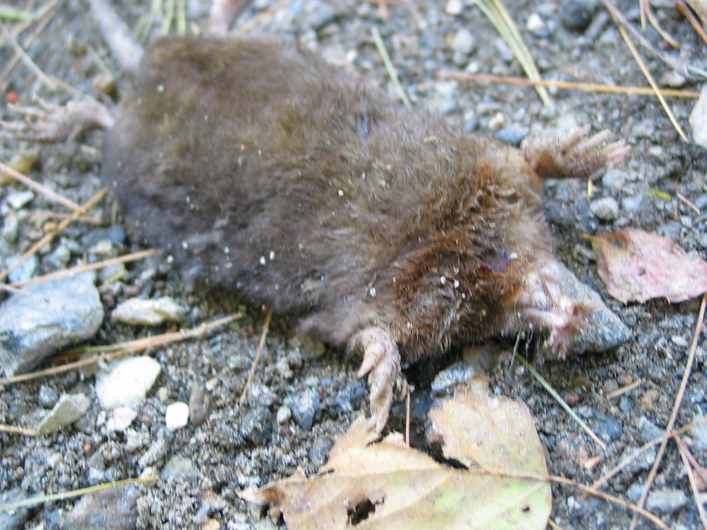 Star-nosed Mole from York County, PA, USA on October 12, 2003 at 01:30 ...