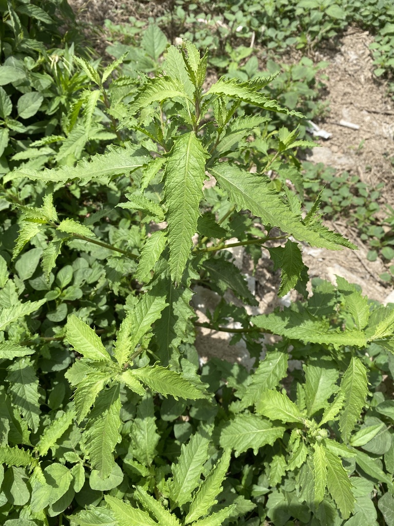 Mexican tea from 宿城区, 宿迁市, 江苏省, CN on June 04, 2020 at 10:59 AM by Kyle ...