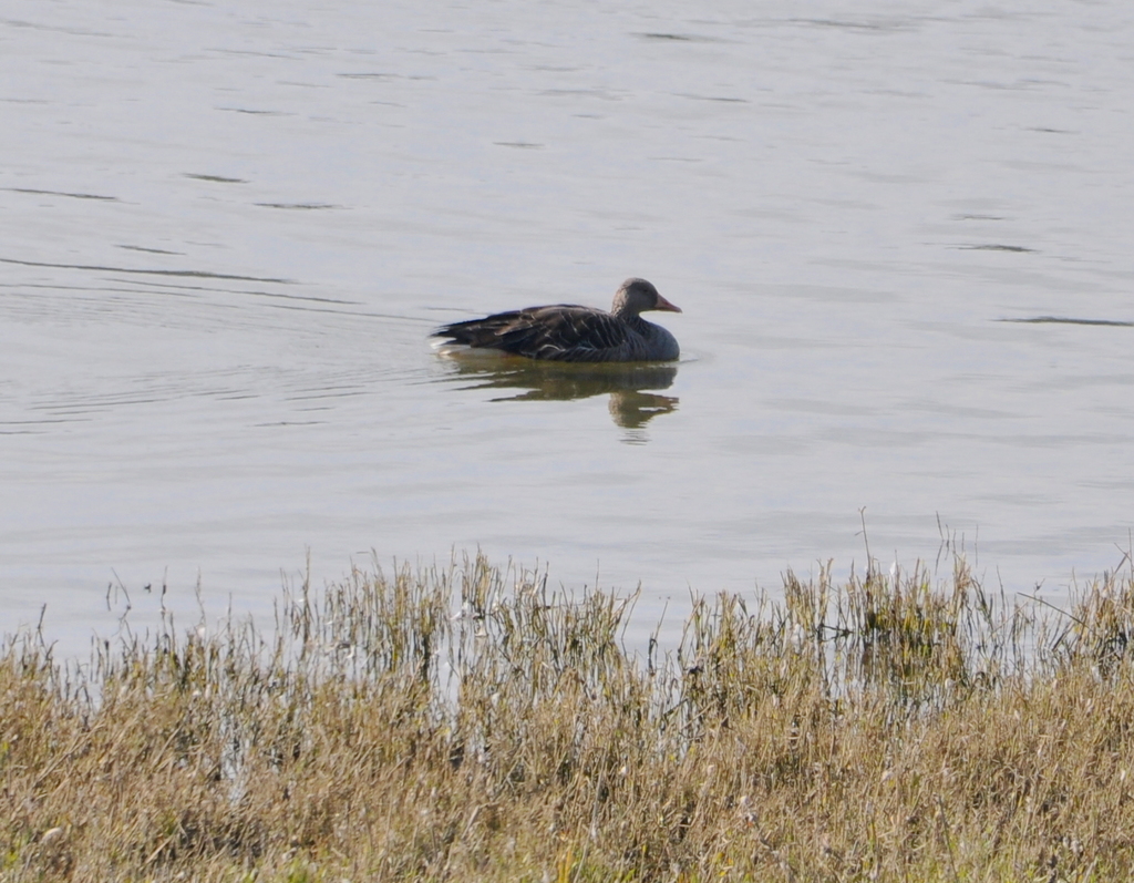 Greylag Goose from Sandefjord, Norway on September 22, 2019 at 03:59 AM ...