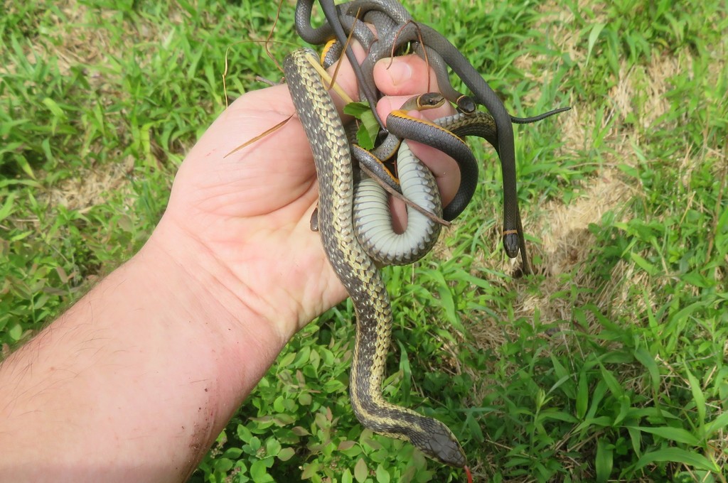 Northern Ringneck Snake from Forest County, PA, USA on June 3, 2020 at ...