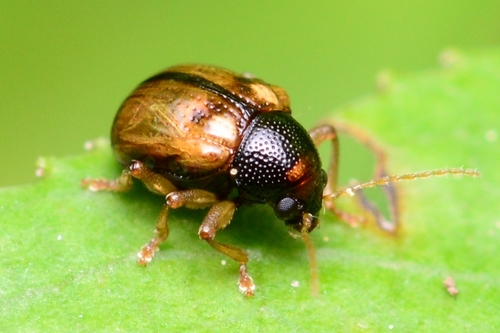 Genus Pagria · iNaturalist