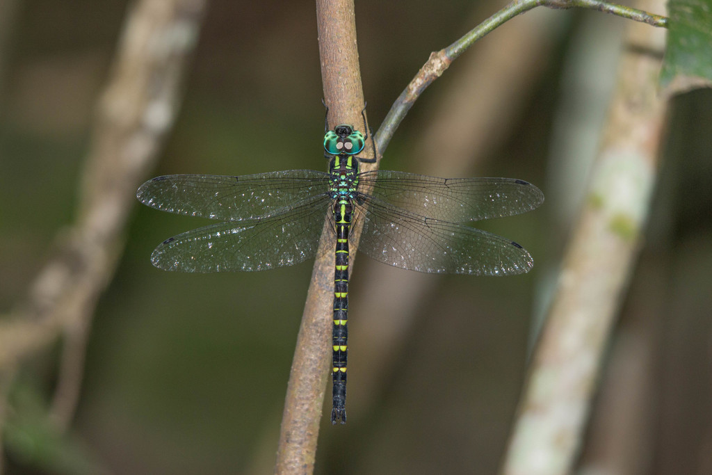 Indaeschna ornithocephala from 台灣南投縣 on October 12, 2019 by ihenglan ...