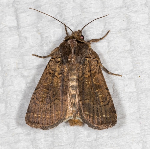 Observations by naturecandids · iNaturalist