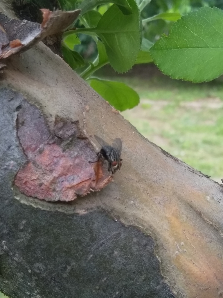 Common Flesh Flies from 4343 Bogdan, Bulgaria on June 4, 2020 at 01:05 ...