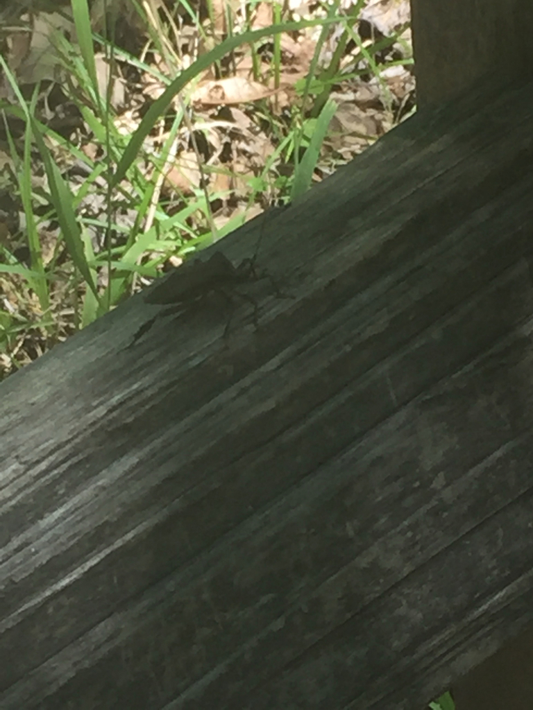 Spine-headed Bugs from Martin Park Nature Center, Oklahoma City, OK, US ...