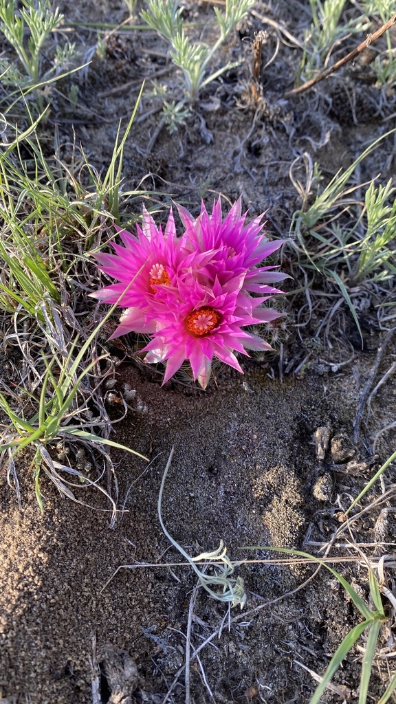 Spinystar from J Clark Salyer National Wildlife Refuge, Kramer, ND, US ...