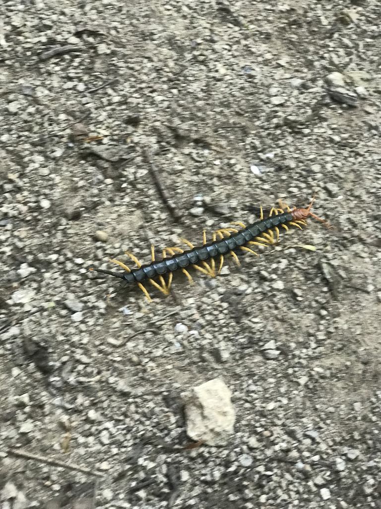 Giant Desert Centipede from 6800 W 22nd St, Tulsa, OK, US on May 7 ...