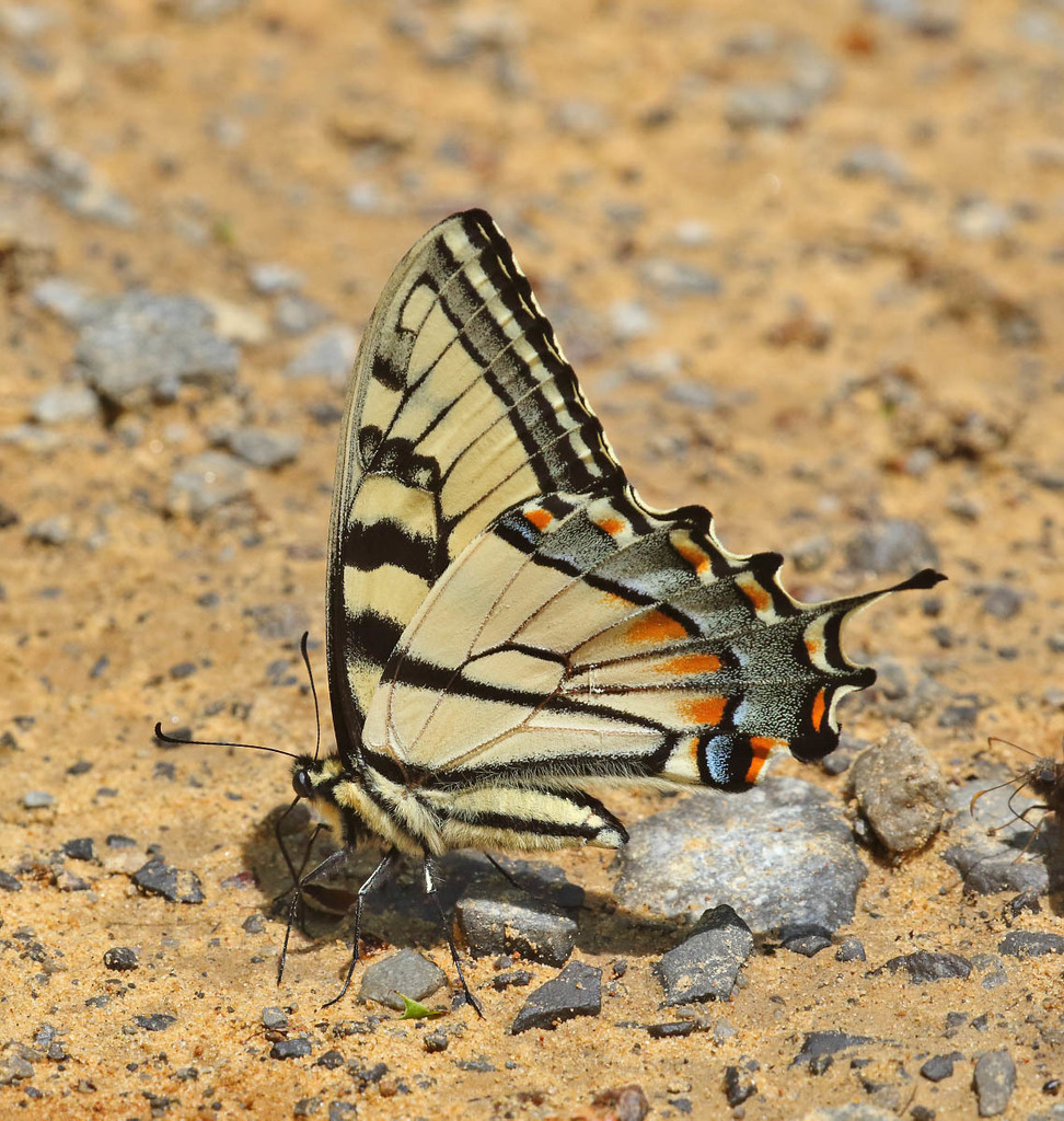 Appalachian Tiger Swallowtail from Jackson County, AL, USA on May 6 ...