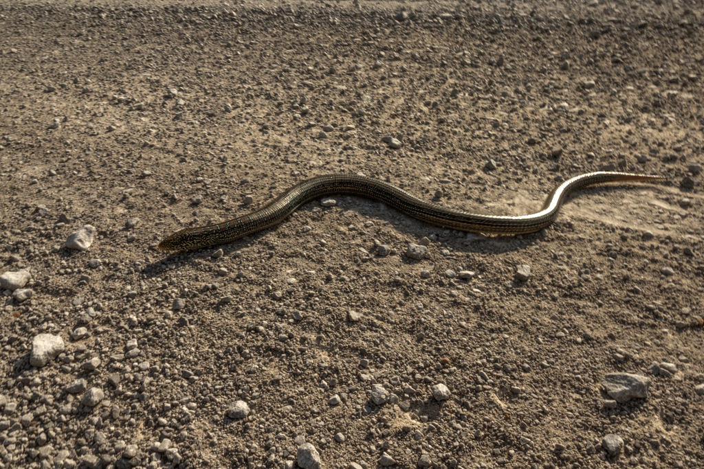 Eastern Slender Glass Lizard in May 2017 by Chuck Sutherland · iNaturalist