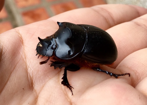 Genus Catharsius · iNaturalist