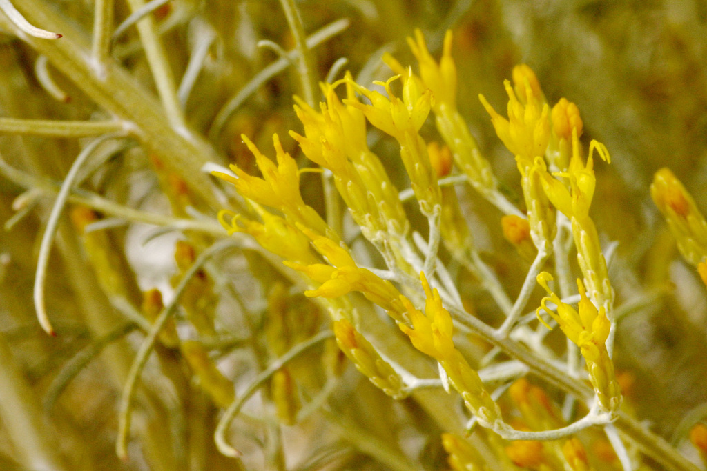 Rubber Rabbitbrush (Plants of Asotin County) · iNaturalist