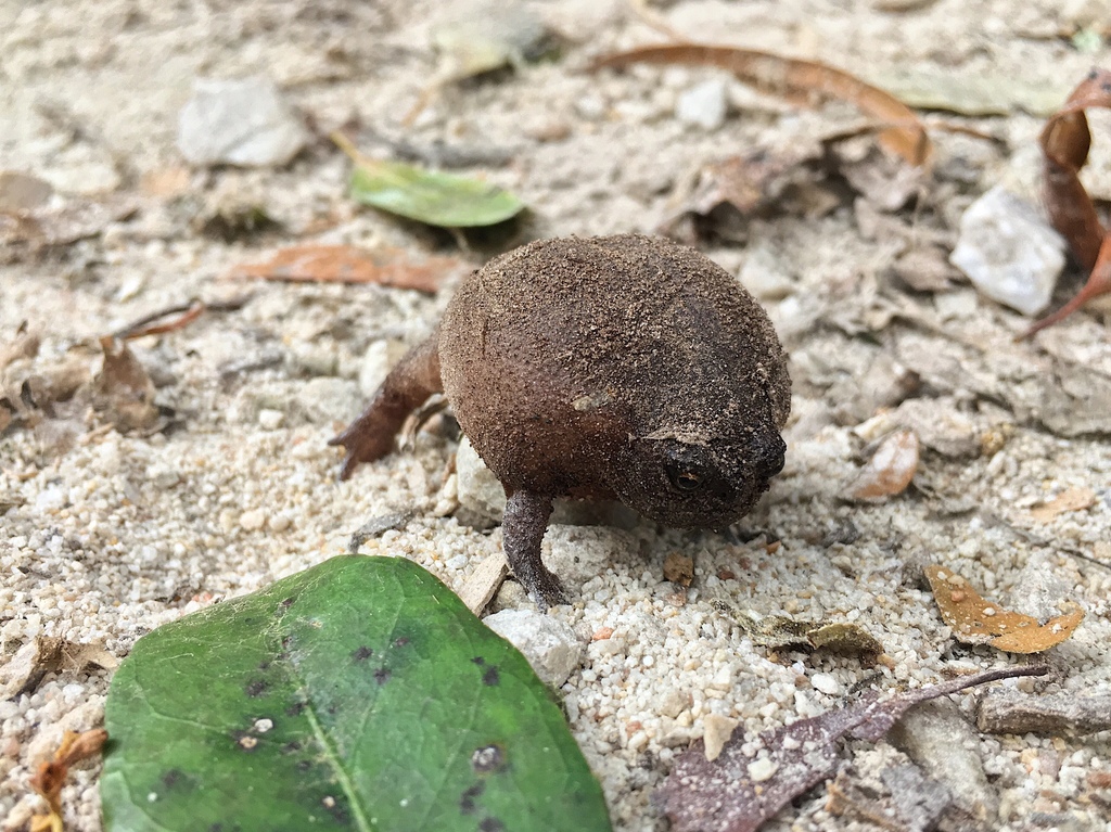 RANA NEGRA de LLUVIA +Breviceps fuscus - Forocoches