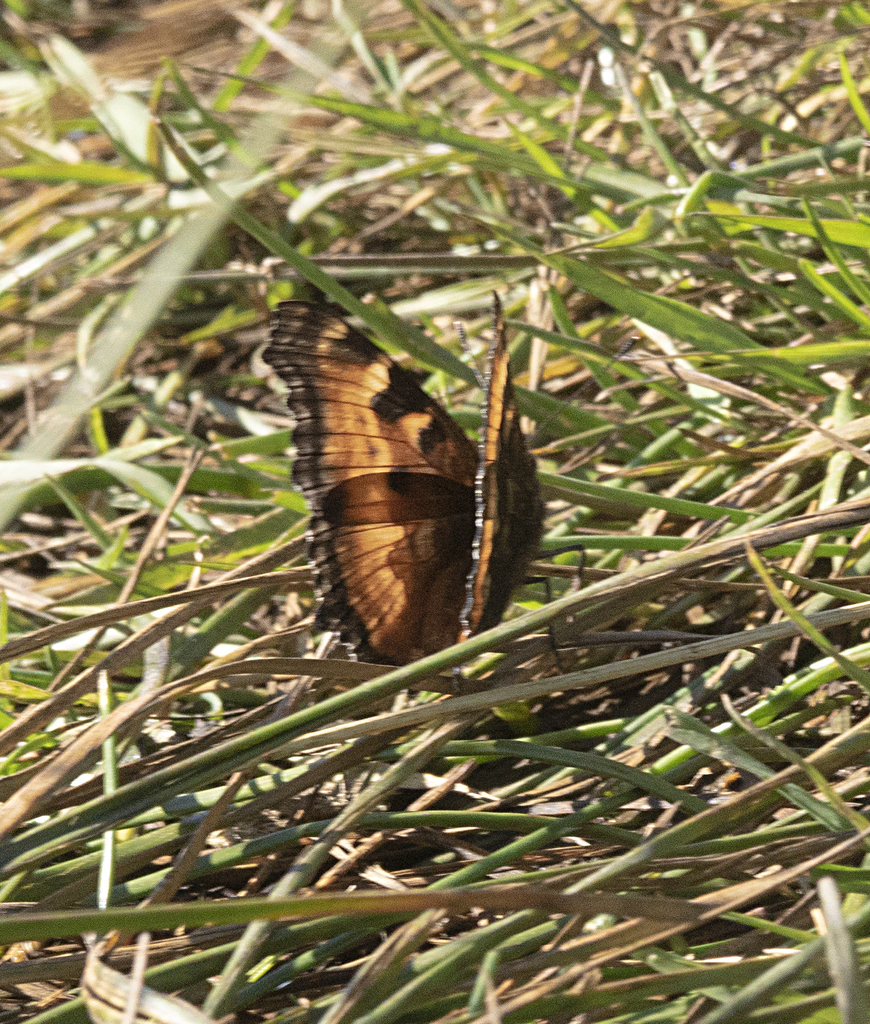 California Tortoiseshell from Lake Cuyamaca, California 92036, USA on ...