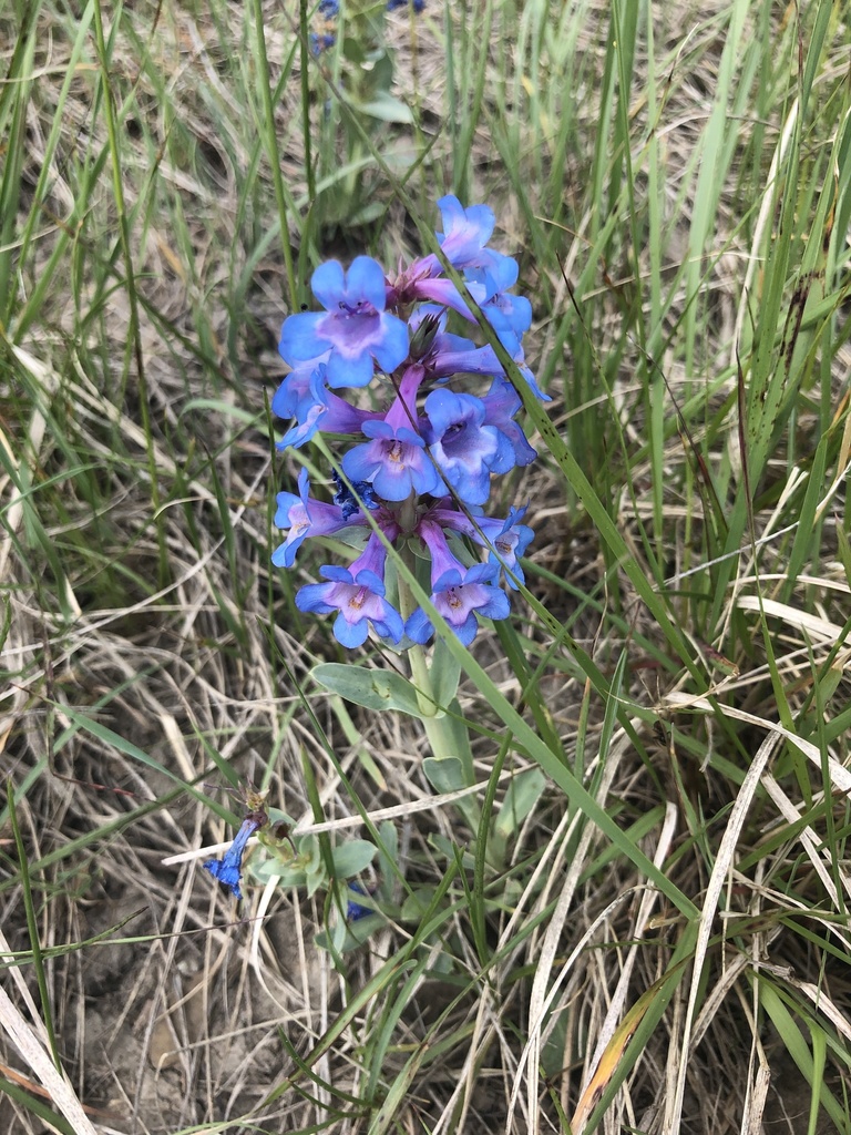 Wax-leaf Beardtongue from Nose Hill Park, Calgary, AB, CA on June 4 ...