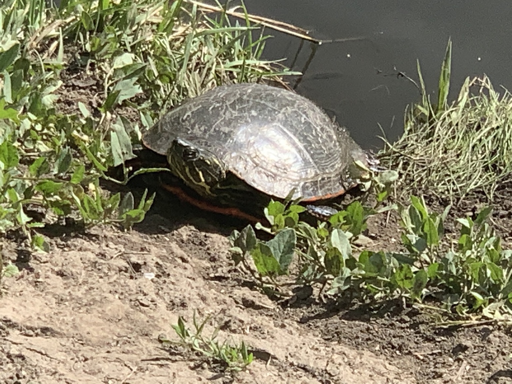 Painted Turtle from University of Idaho Golf Course, Moscow, ID, US on ...