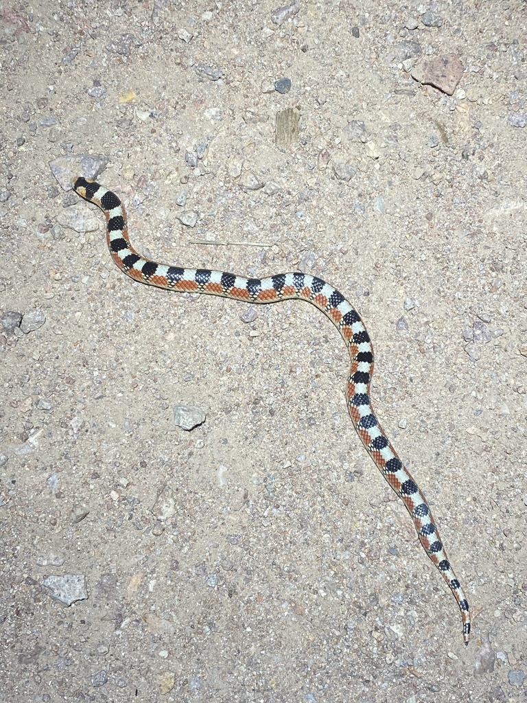 Thornscrub Hook-nosed Snake in June 2020 by pachycolin · iNaturalist