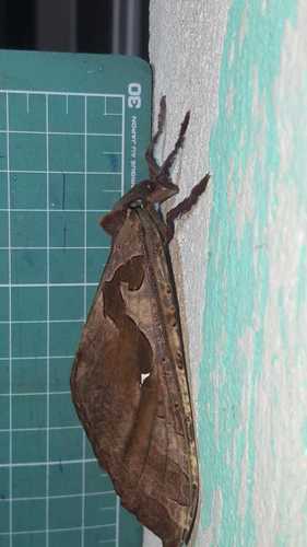 Gusanillo popotoca (Phassus triangularis)