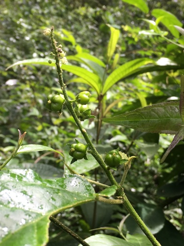 Copalchí (Croton macrodontus)