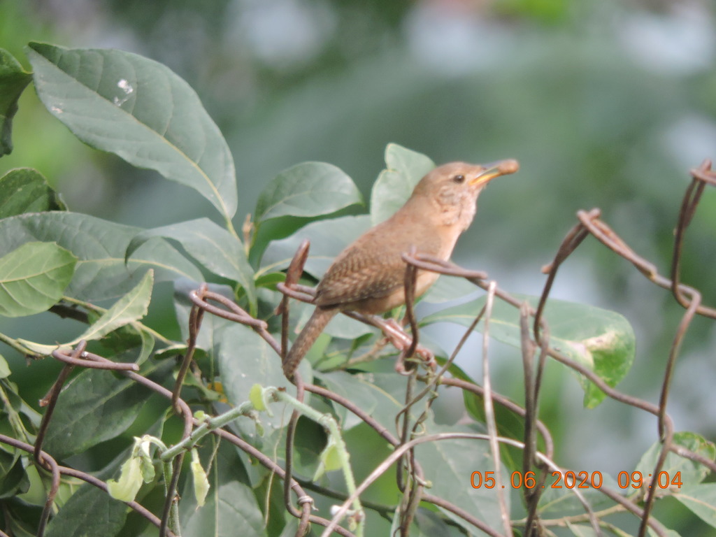 House Wren from Panamá Oeste, Panamá on June 5, 2020 at 09:04 AM by ...
