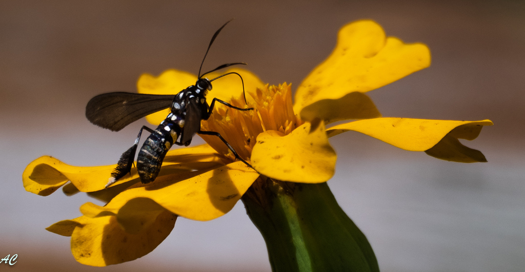 Horama plumipes from Cozumel, Quintana Roo, Mexico on March 29, 2020 by ...