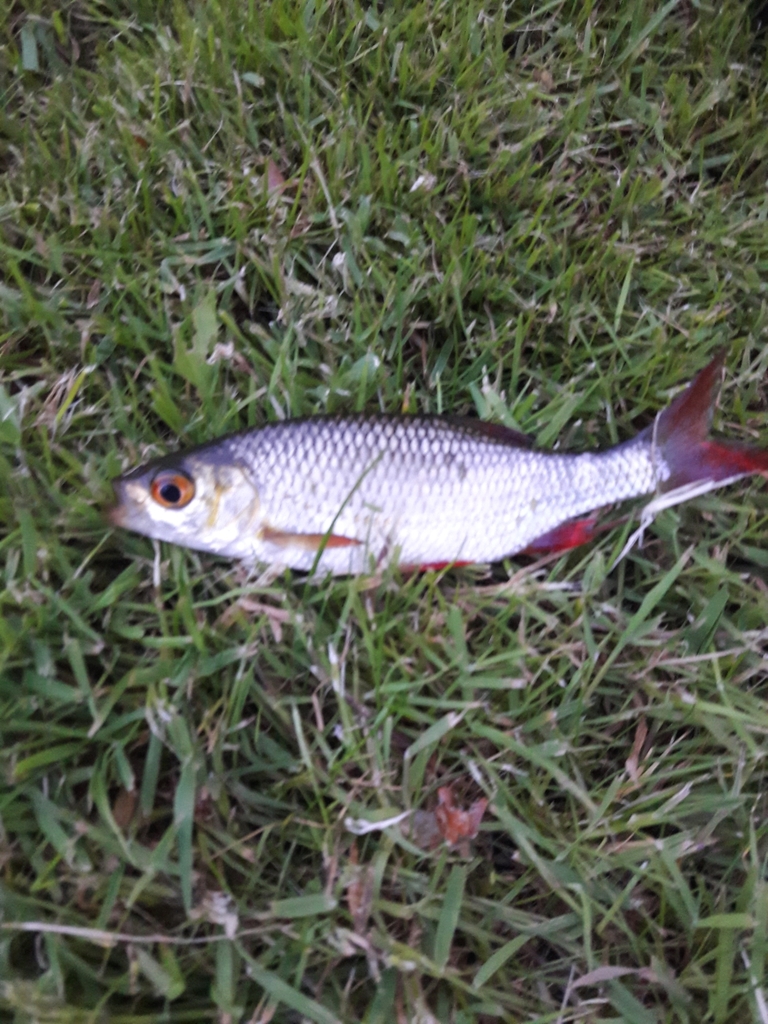 Rudd from 33172, Lietuva on June 05, 2020 at 09:51 PM by Pijus Pumputis ...