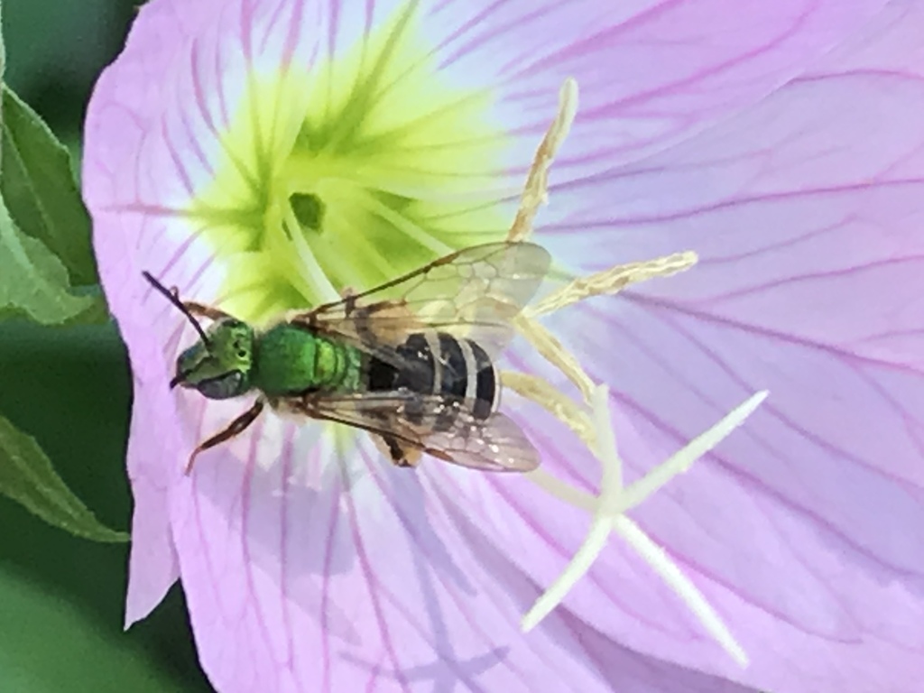 Striped Sweat Bees in May 2020 by Rebecca Klemme Eliceiri. Sbee, 10 ...