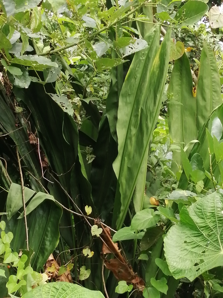 split-leaf cyclanthus from Changuinola, PA-BC, PA on June 5, 2020 at 11 ...