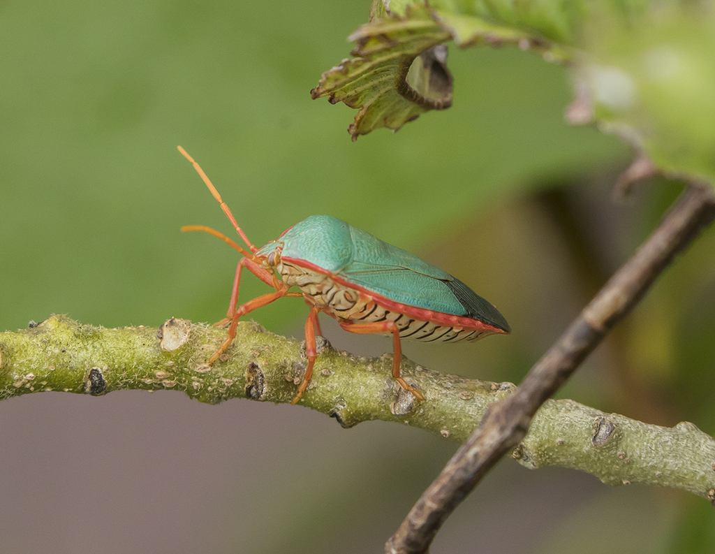 Red-bordered Stink Bug from Alto Boquete, Panama on June 5, 2020 at 02: ...