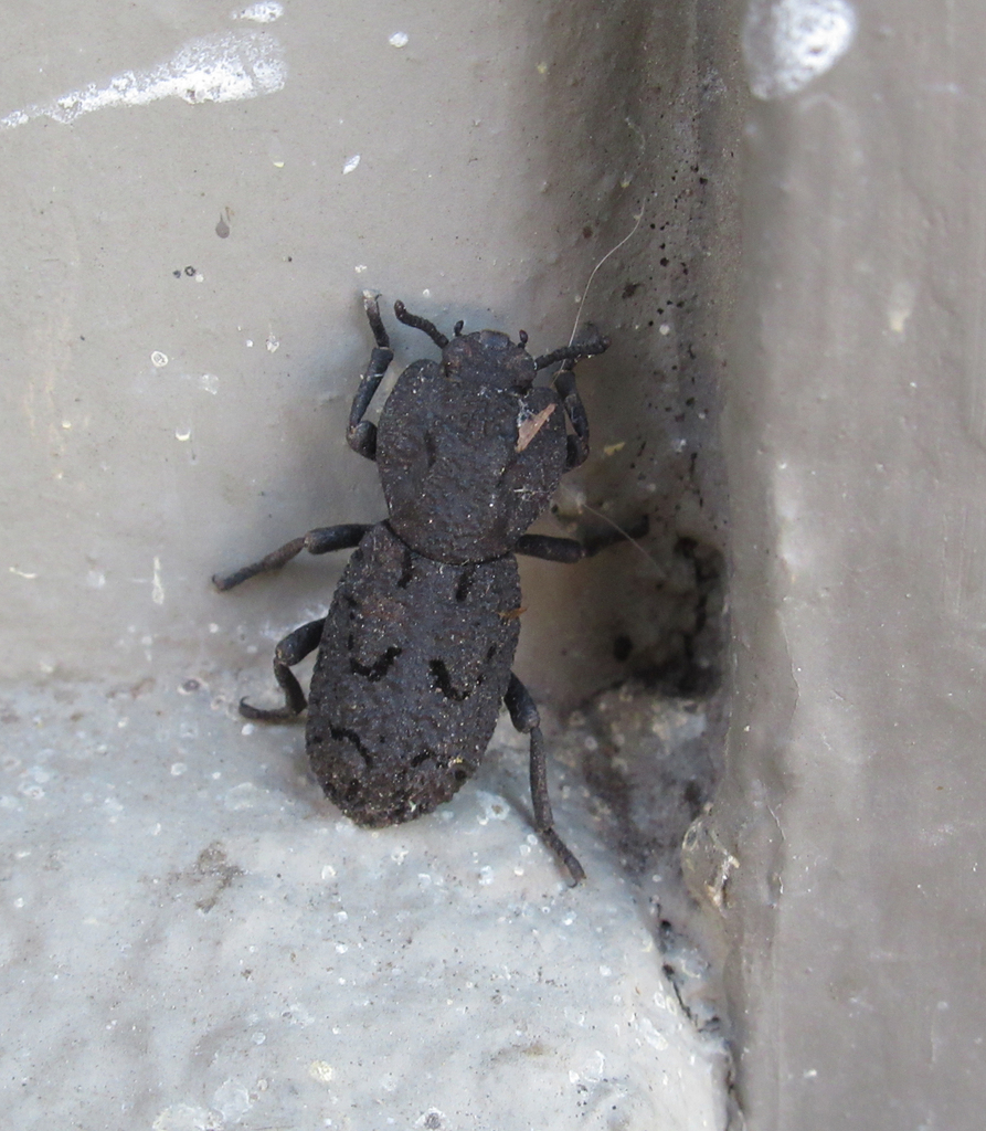 Diabolical Ironclad Beetle from Topanga, CA, USA on April 30, 2017 at ...