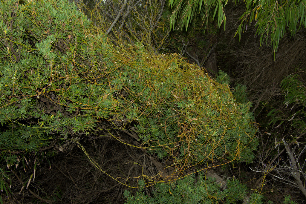 Cassytha racemosa from Prevelly WA 6285, Australie on April 30, 2019 at ...