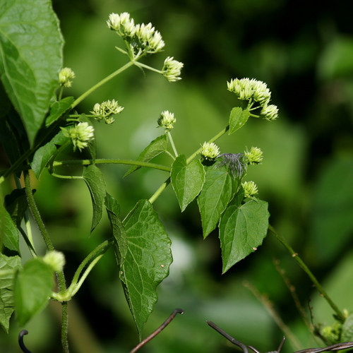 Mikania cynanchifolia · iNaturalist