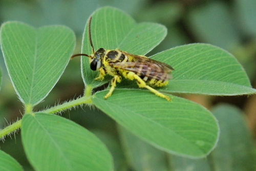 Fervid Armed-Nomia (Lipotriches fervida) · iNaturalist