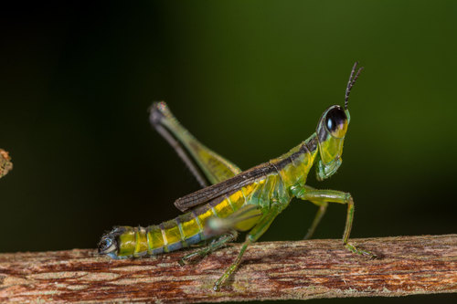 Maripa colombiana · iNaturalist