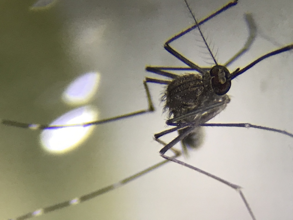 Culex declarator from FM-3074, Zapata, TX, US on June 4, 2020 at 05:56 ...