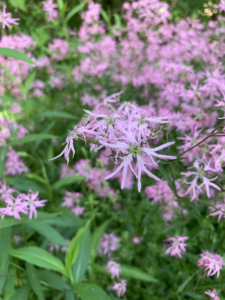 ragged-robin from Sherburne, NY, US on June 06, 2020 at 03:59 PM by ...