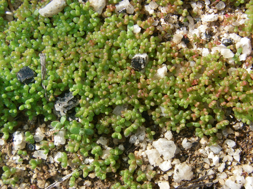 sand pygmyweed from Ensenada, Baja California, Mexico on August 18 ...