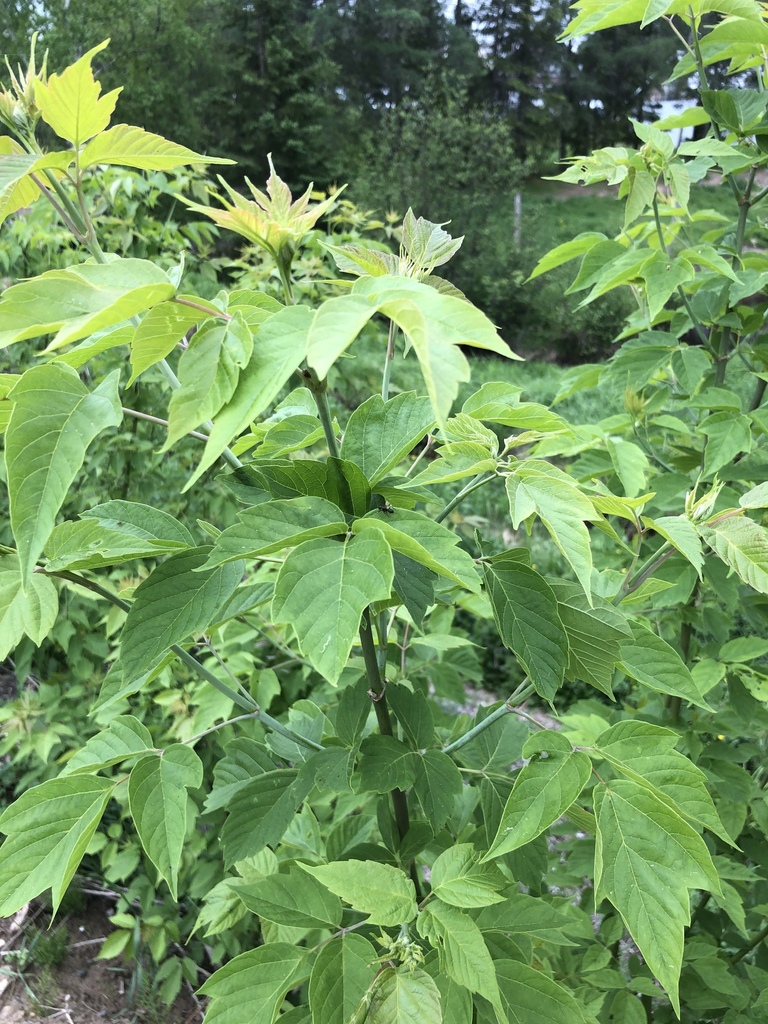 box elder from North Bay, ON, CA on June 05, 2020 at 05:19 PM by ...