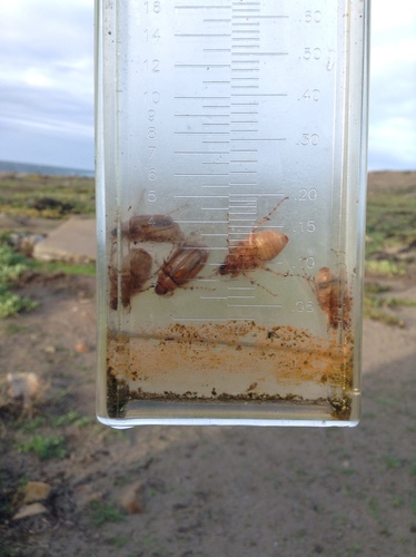 San Clemente Island Coenonycha Beetle (Coenonycha clementina) · iNaturalist